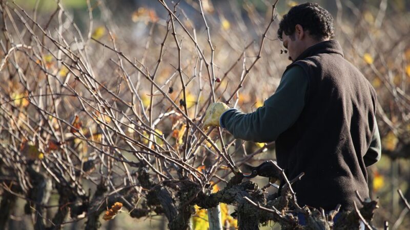 Paris: Two Reims Champagne Vineyards with Tastings and Lunch - An In-Depth Look at the Tour Itinerary