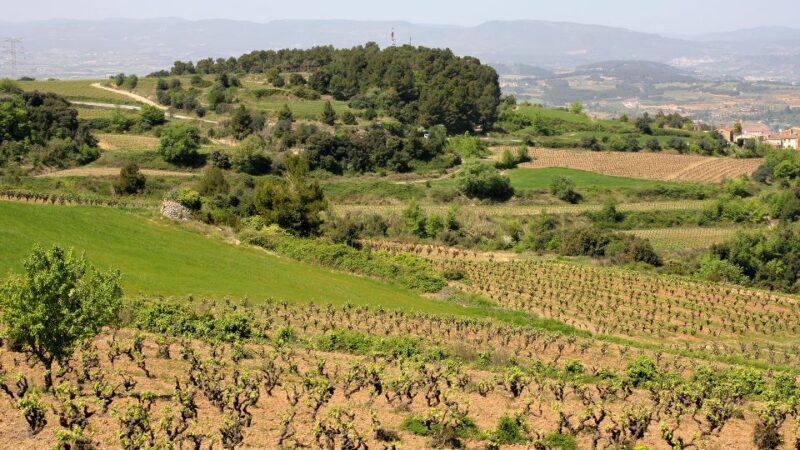 Paris: Two Reims Champagne Vineyards with Tastings and Lunch - Authenticity and Guides
