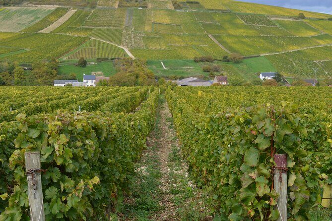 Paris Wine Day Tours exclusive wine tour in the Sancerre area - What You Can Expect from This All-Day Wine Adventure