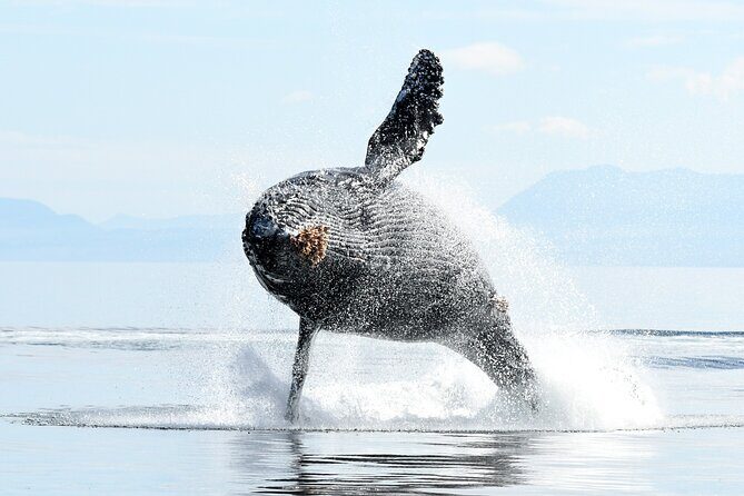Parksville Half Day Whale and Wildlife Adventure - Why This Tour Offers Great Value