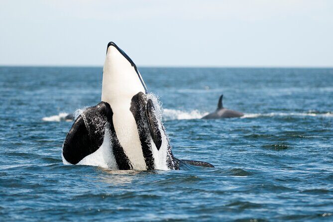 Parksville Half Day Whale and Wildlife Adventure - Who This Tour Is Best For