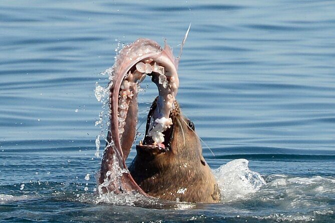 Parksville Half Day Whale and Wildlife Adventure - Final Thoughts