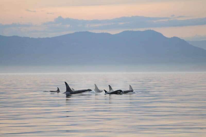 Parksville: Sunset Whale and Wildlife Adventure - An In-Depth Look at the Sunset Whale and Wildlife Adventure