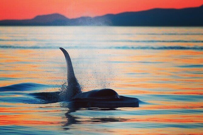 Parksville Sunset Whale and Wildlife Adventure - Why You’ll Love the Parksville Sunset Whale and Wildlife Adventure