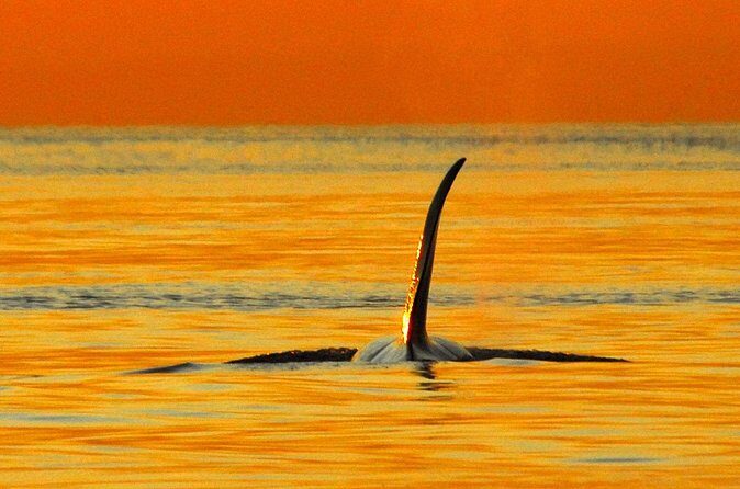 Parksville Sunset Whale and Wildlife Adventure - FAQ