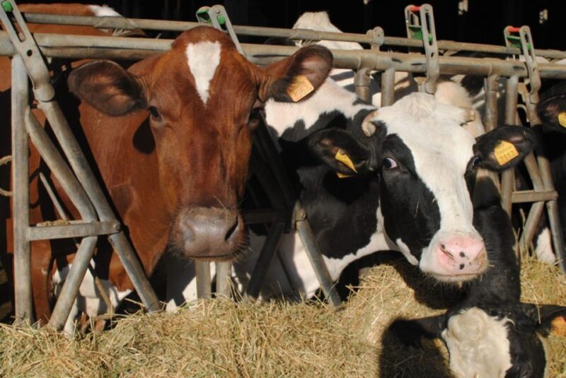 Parma: Traditional Cheese Factory Visit with Tasting - Key Points