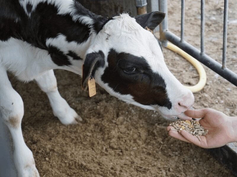 Parmesan Wheels near Parma: Tasting & Factory Tour - Final Thoughts