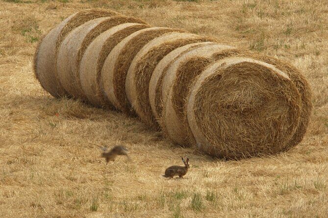 Parmigiano Reggiano Parma Ham and Castle Private Tour & Tasting - Why This Tour Stands Out