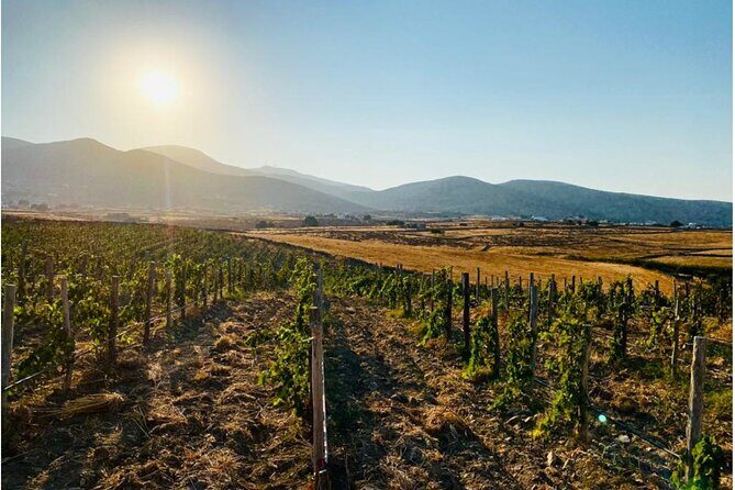 Paros Wine Tasting at a Local Winery - Introducing the Paros Wine Tasting at a Local Winery