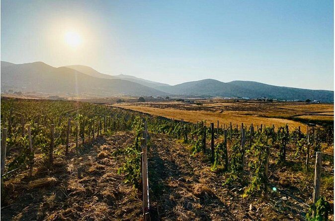 Paros Wine Tasting at a Local Winery - Who Will Love It