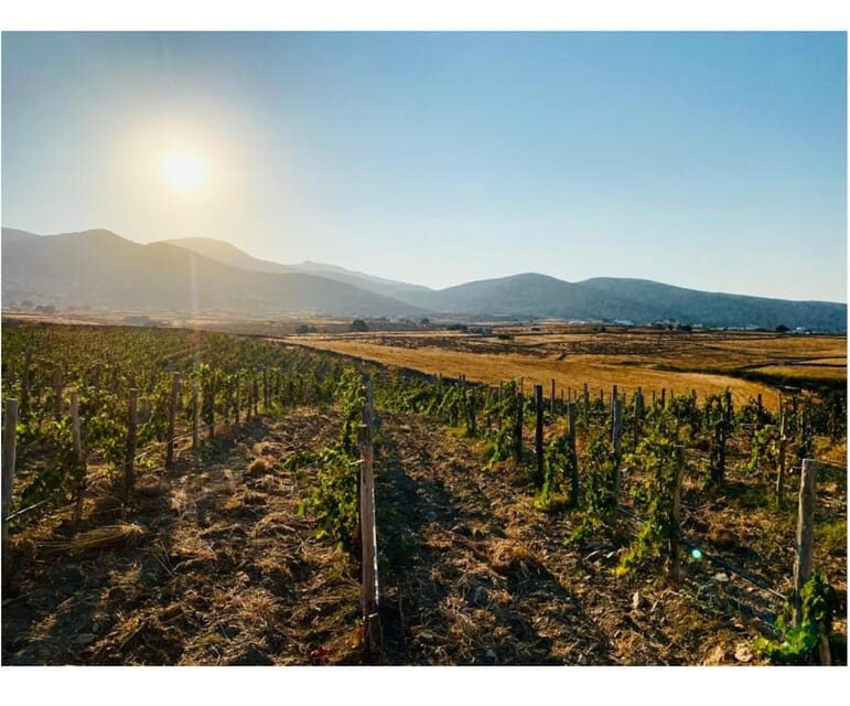 Paros: Wine tasting at Local Winery - FAQs