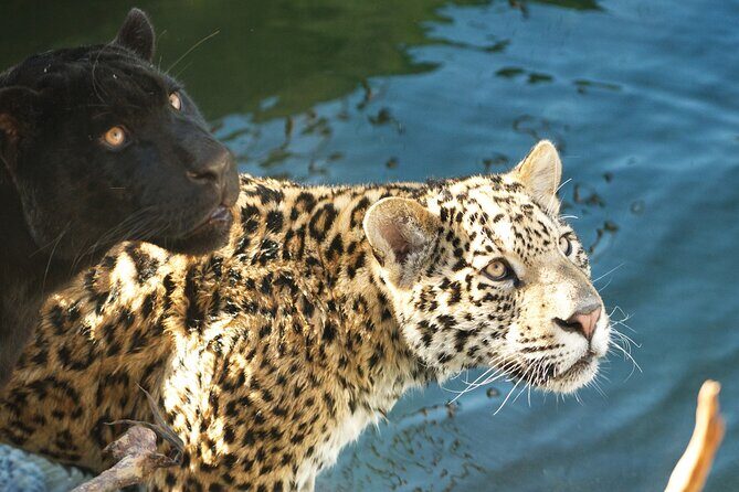 Parrot World Immersive Wildlife Park Entry Ticket next to Paris - Key Points