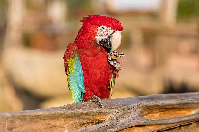 Parrot World Immersive Wildlife Park Entry Ticket next to Paris - What to Expect at Parrot World