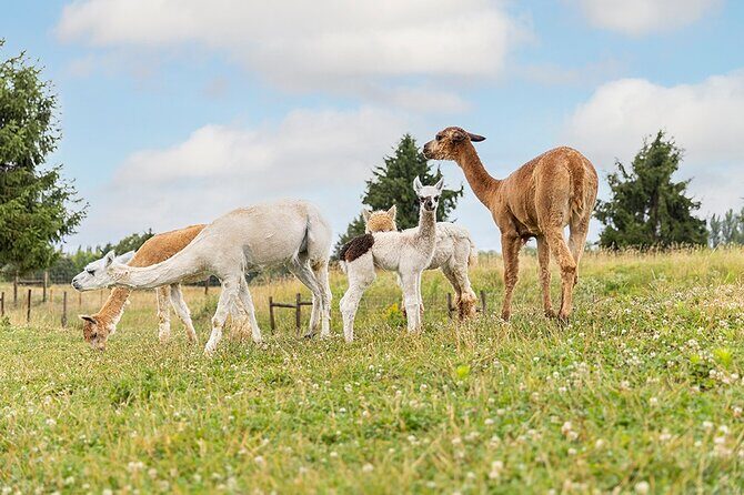 Parrot World Immersive Wildlife Park Entry Ticket next to Paris - FAQ