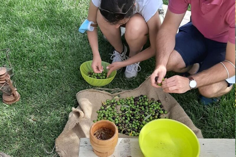 Partinico: Olive Harvest with Wine Tasting and Brunch - A Deep Dive into the Olive Harvest Experience  