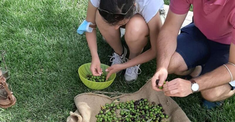 Partinico: Olive Harvest with Wine Tasting and Brunch - Tasting the Fruits of the Harvest  