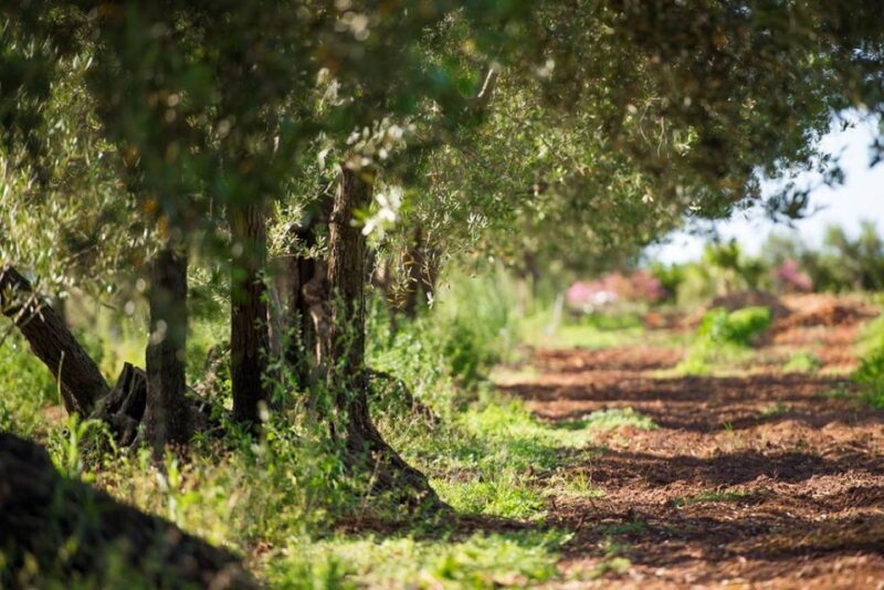 Partinico: Olive Harvest with Wine Tasting and Brunch - Who Will Love This Experience?  