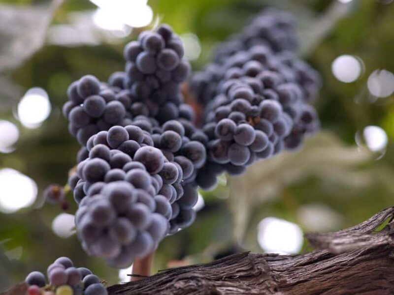 Paso Robles & Atascadero: 3-Winery Tour Including Lunch - How This Tour Delivers Value