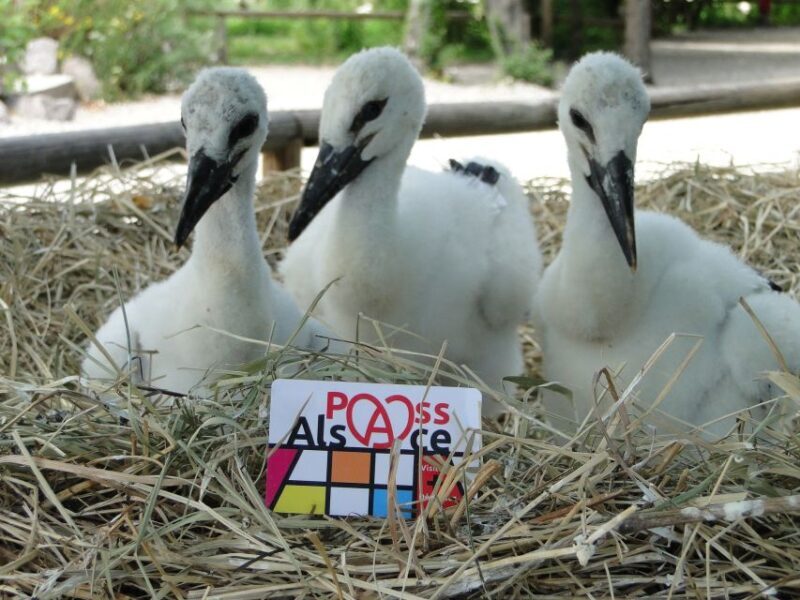 Pass Alsace : The Best of Alsace in your Pocket - Who Is This Pass Best For?