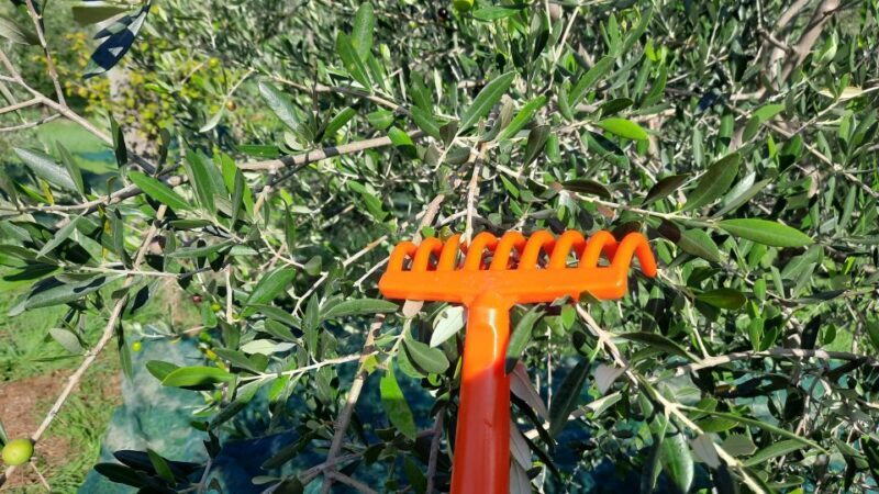Passeggiando nell'uliveto: come nasce l'olio extrav d'oliva? - Key Points