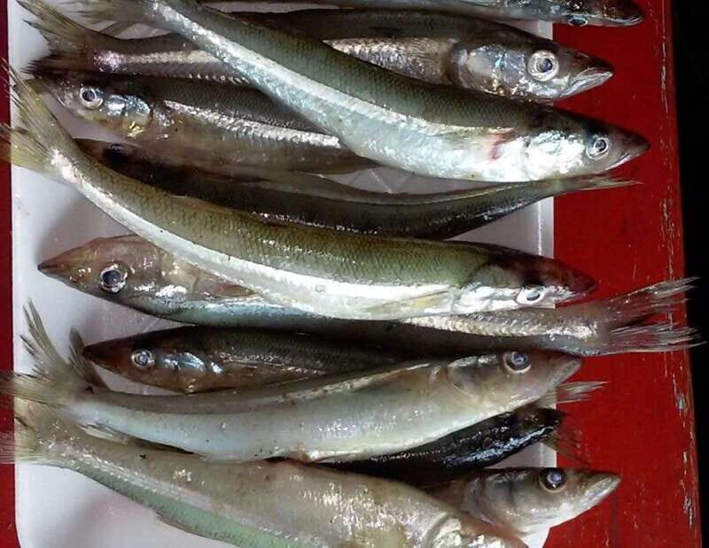 Patzcuaro: Gastronomy Tour - Why This Tour Stands Out