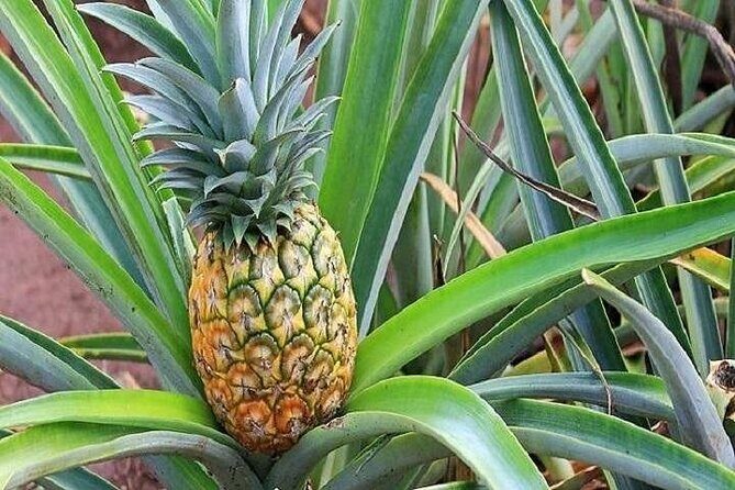 Pearl Harbor and Mini Circle Island Tour from Kauai - An In-Depth Look at the Tour Itinerary