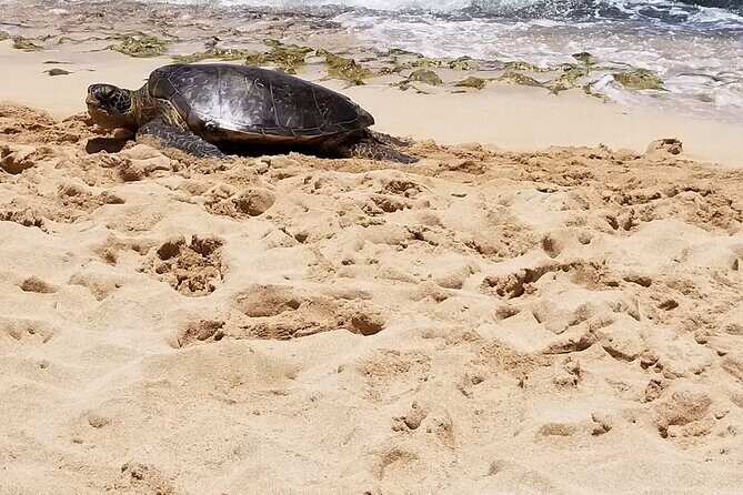 Pearl Harbor, Dole, N.Shore luxury group priced Customizable tour - An Ideal Introduction to Oahu’s Charm