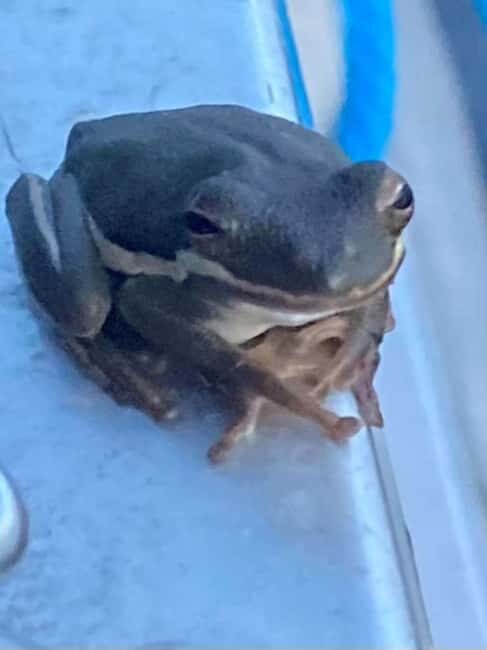 Pearlington: Devil's Swamp Eco Walking Tour - What Is the Devils Swamp Eco Walking Tour?