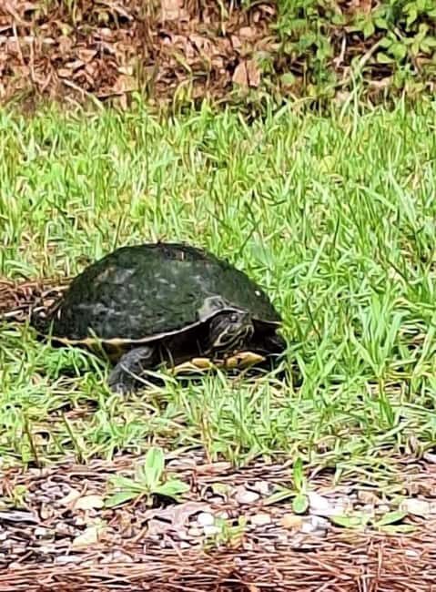 Pearlington: Devil's Swamp Eco Walking Tour - Who Should Consider This Tour?