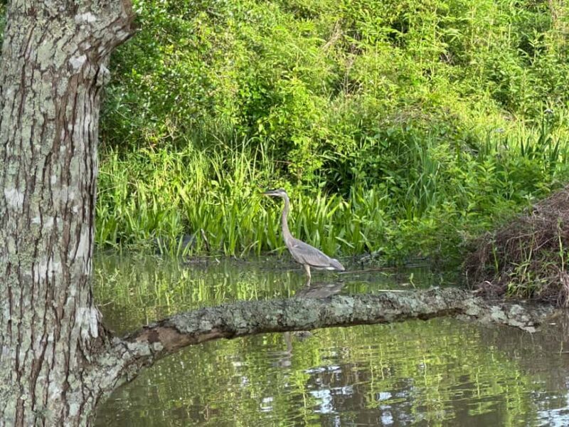 Pearlington: Devil's Swamp Eco Walking Tour - FAQ