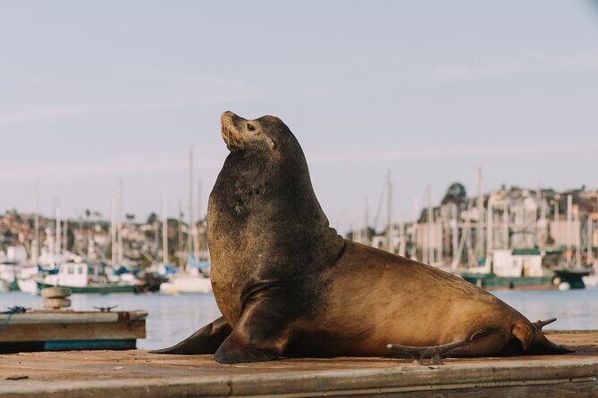 Pedal Boat rental in hidden part of San Diego Bay! Family fun - The Sum Up