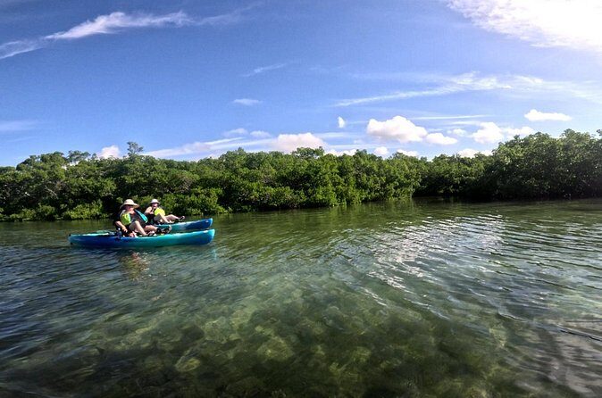 Pedal Kayak Mangrove Tunnel Tour in Bradenton - Authentic Experiences From Past Travelers