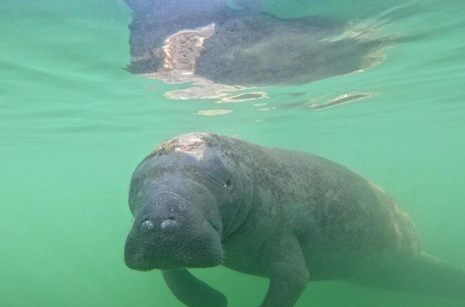 Pedal Kayak Mangrove Tunnel Tour in Bradenton - Frequently Asked Questions
