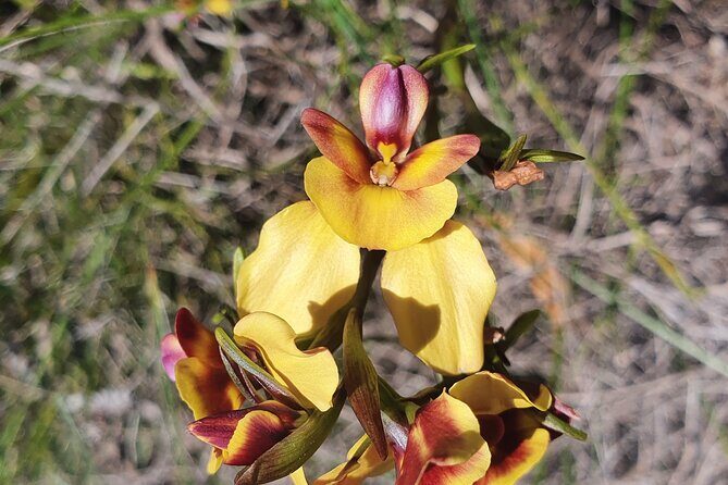 Pedals & Petals - Discovering Wildflowers Bike Tour Kings Park - Practical Details and Value