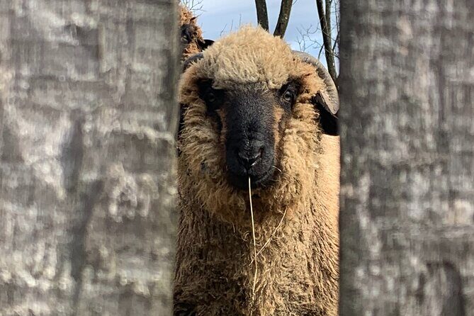 Peles castle and authentic Romanian village experience - day trip - Practical Aspects: Transportation, Timing, and Group Size