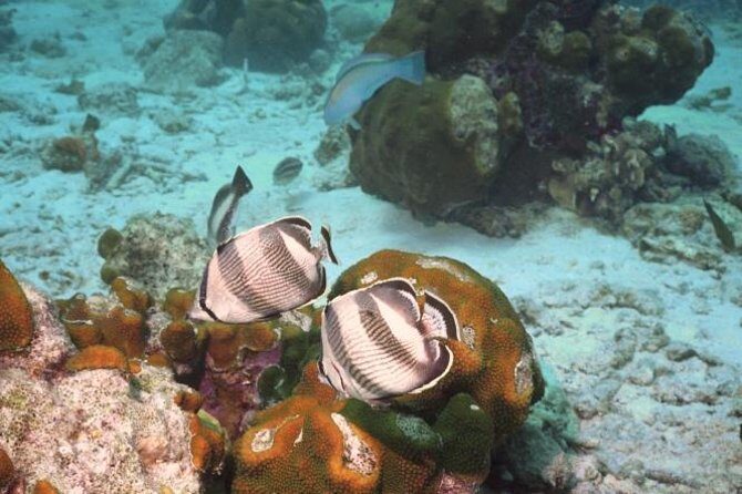 Pelican Rock Snorkeling and Sightseeing Adventure - Key Points  