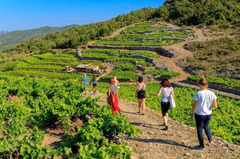 Peljeac Full-Day Wine and Food Tour from Dubrovnik - Possible Drawbacks & Considerations