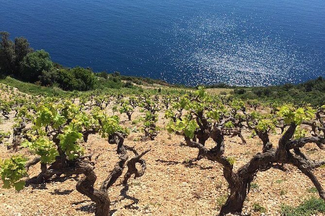 Peljesac and Ston Private Wine Tour with Tastings from Dubrovnik - The Itinerary in Detail