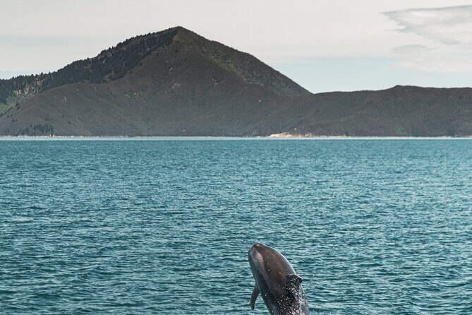 Pelorus Mail Boat Sunday Scenic Cruise Full-Day from Havelock - An In-Depth Look at the Pelorus Mail Boat Sunday Scenic Cruise