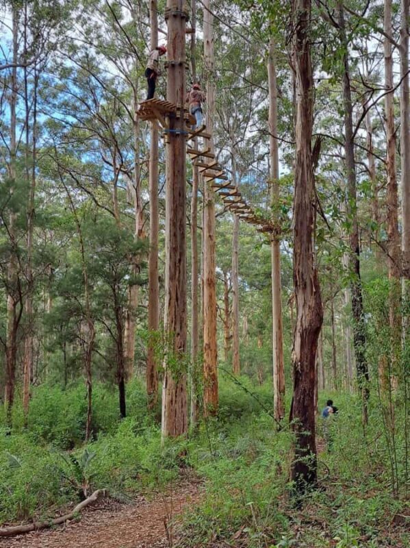 Pemberton: 2.5h Ultimate Ziplines & High Ropes Experience - An In-Depth Look at the Pemberton Adventure