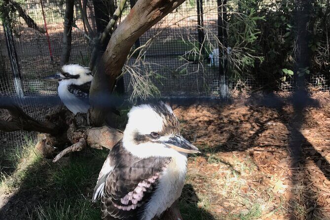 Penguin and Australian Animals Private Tour - Itinerary Breakdown: From Wildlife to Coastal Beauty