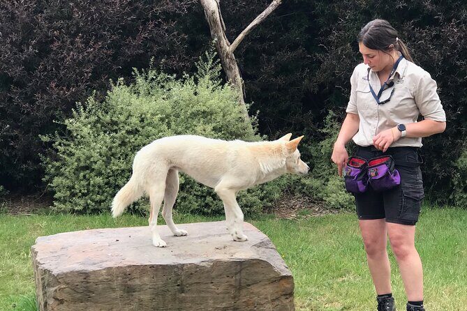 Penguin and Australian Animals Private Tour - Transportation & Logistics