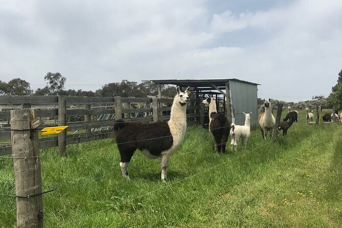 Penguin and Australian Animals Private Tour - Why Choose This Tour?