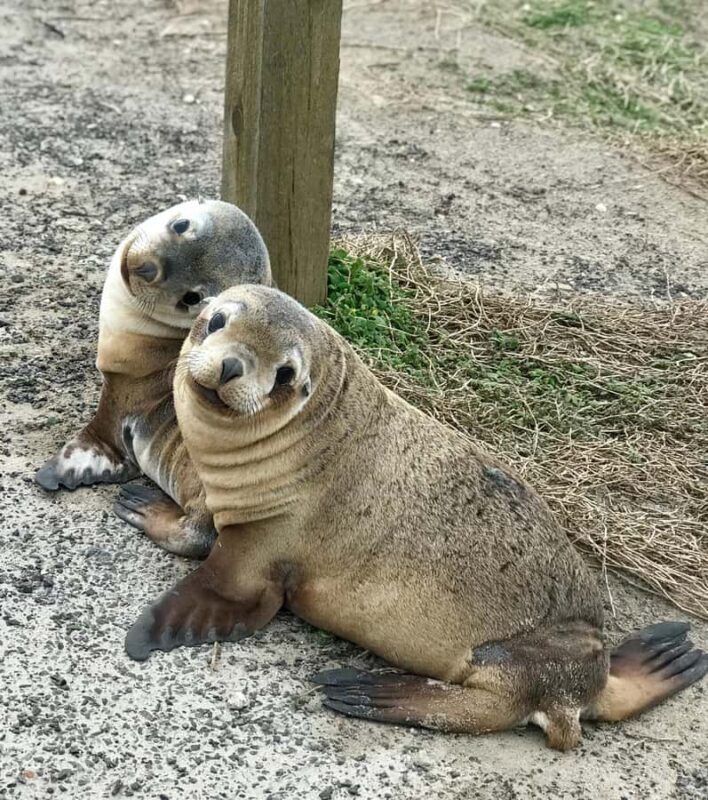 Penneshaw: Shore Excursion Kangaroo Island Scenic Tour - FAQs