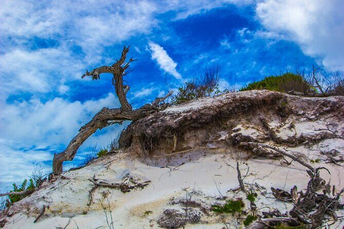 Pensacola Beach Fort Pickens Dolphin Cruise Tour - FAQs
