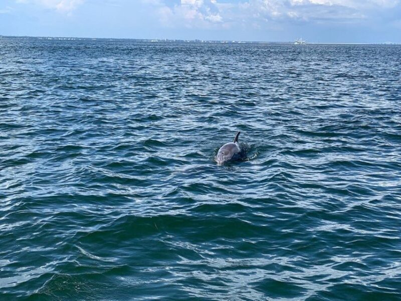 Pensacola Beach Sunset Dolphin Tour private up to 6 ppl - FAQs