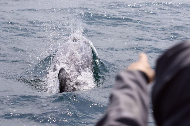 Penzance: Land's End Boat Tour with Wildlife Guides - Why This Tour Is Worth It