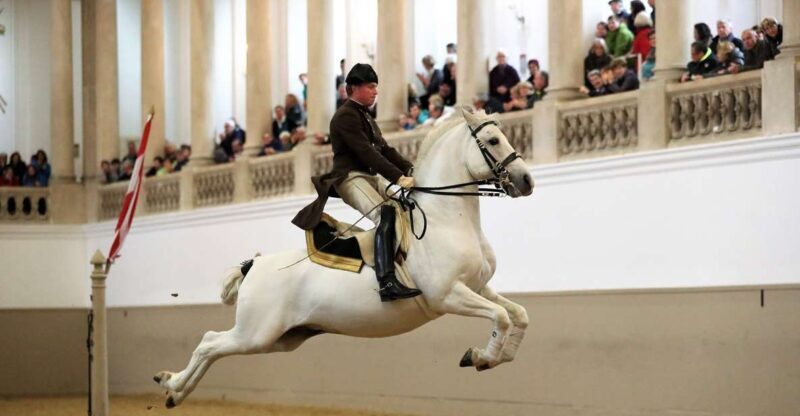 Performance Of The Lipizzans At Spanish Riding School - Who Should Consider This Tour?