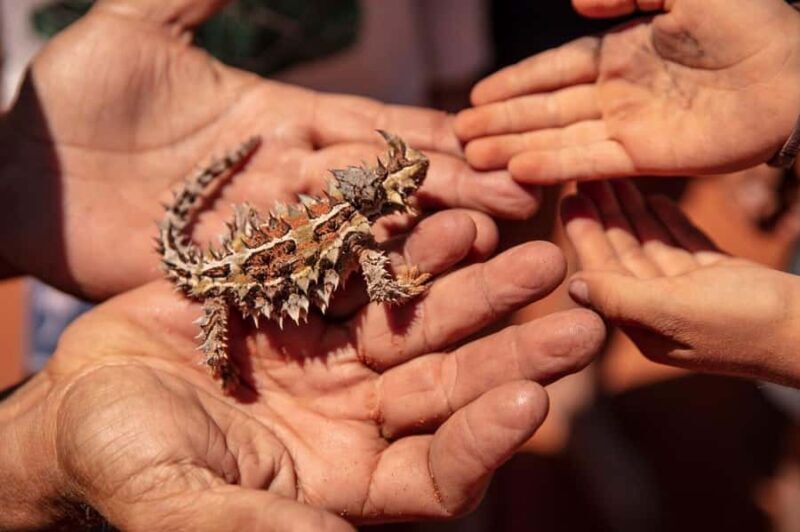 Perth: 7 Day Exmouth Explorer & Ningaloo Reef Return Perth - Final Thoughts