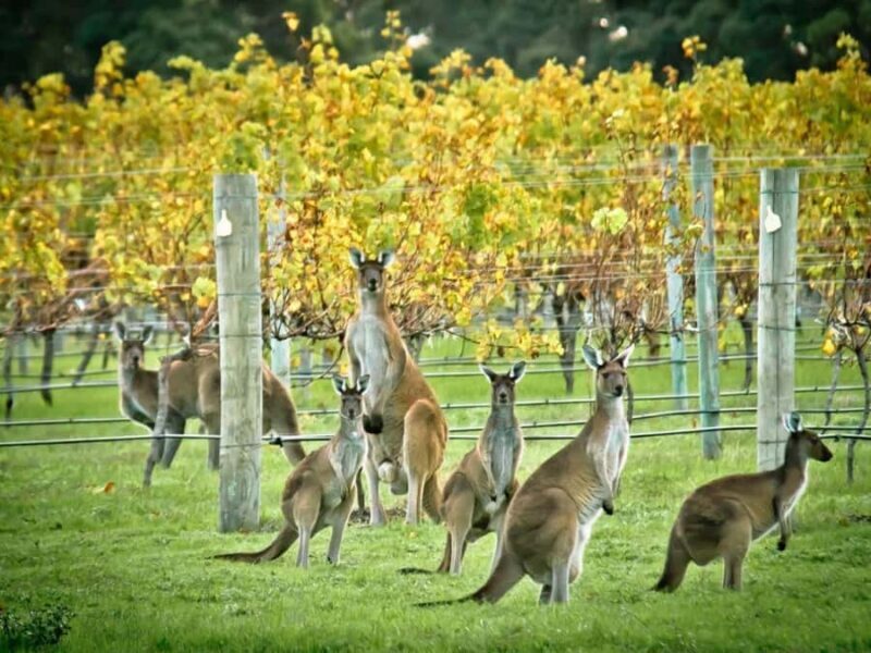 Perth: 7-Day Rottnest Island Tour Package with Accommodation - Key Points